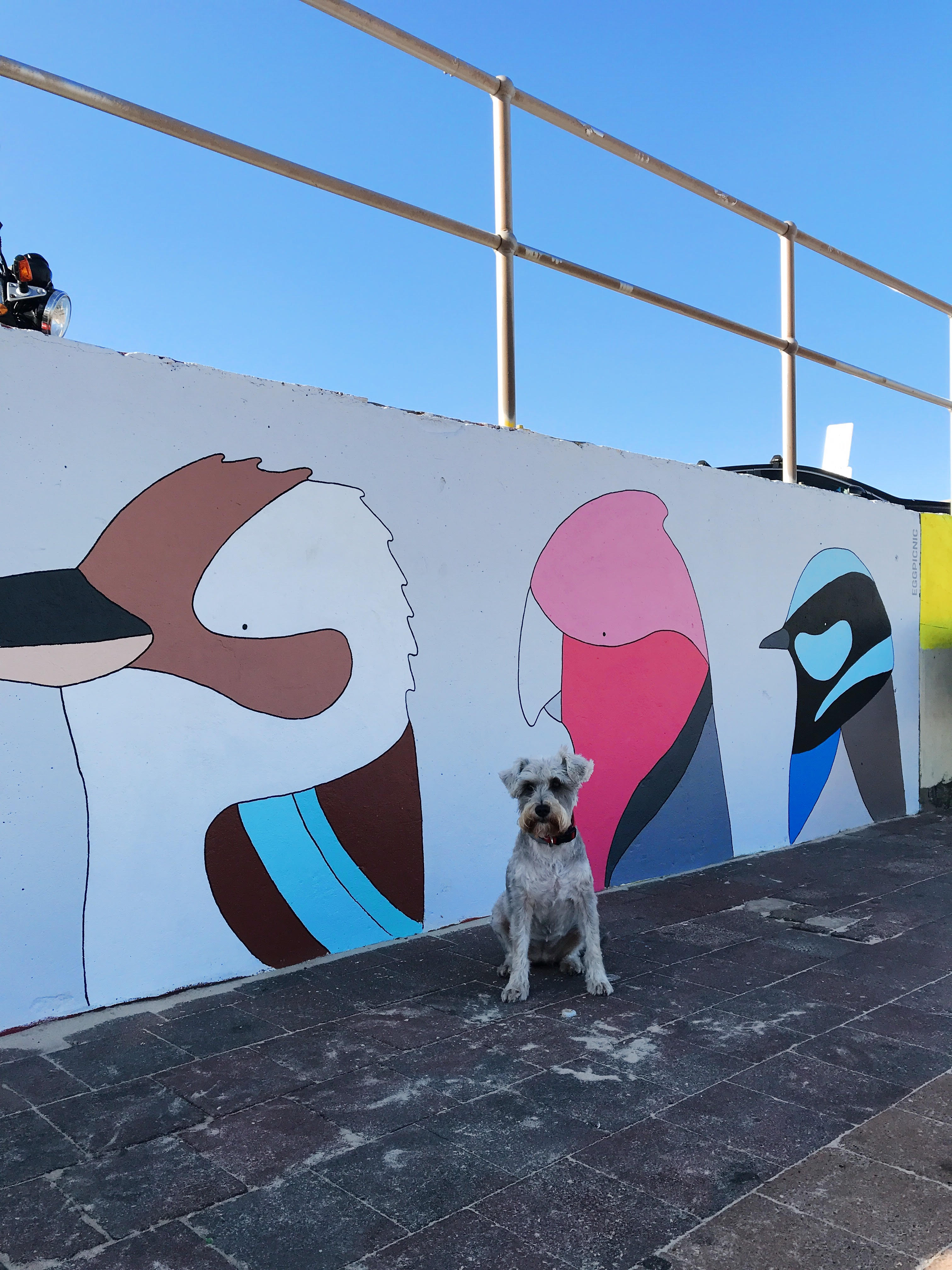 2019 – Birds of Bondi – Bondi Beach Graffiti Wall